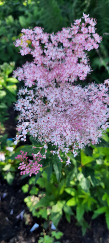 Filipendula rubra ´Venusta ´/ punane angervaks ´Venusta ´ | Lepiku ...