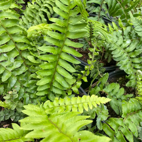 California Native Ferns | Besanti Natives