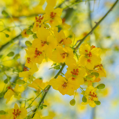 Cercidium 'Desert Museum' - Desert Museum Palo Verde Tree Hybrid (Multi ...