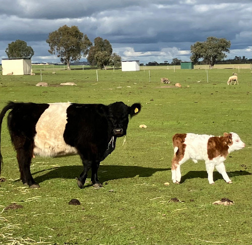 A Belted Galloway cow with week old heifer calf at foot. | PetTeet Park