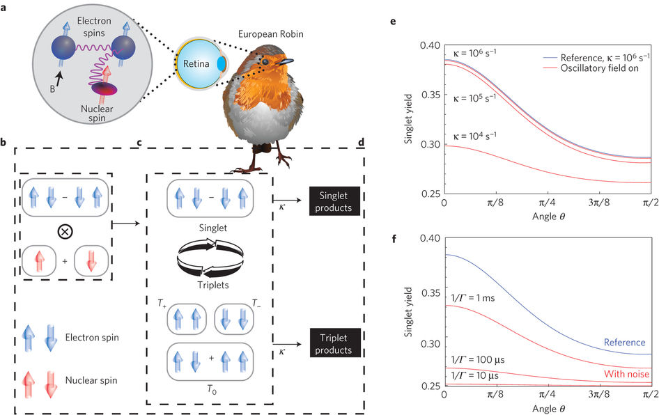 Quantum biology