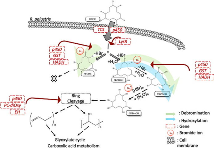 The systematic transcriptomics discover and elucidate the microbial ...