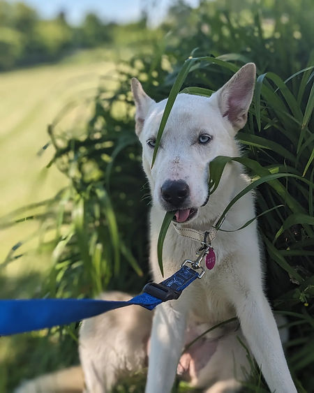 Winter | Baladi Dog Rescue