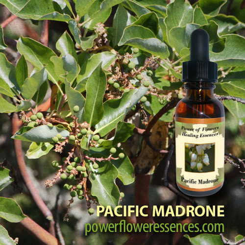 Pacific Madrone Flower Essence | Power of Flowers