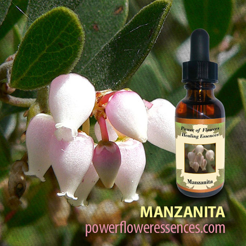 Manzanita Flower Essence | Power of Flowers