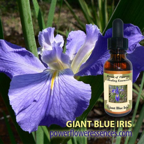 Giant Blue Iris Flower Essence | Power of Flowers