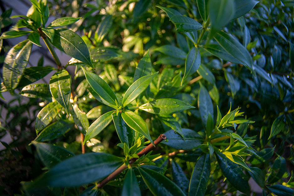 Gallery | The Lazy Parrot Inn