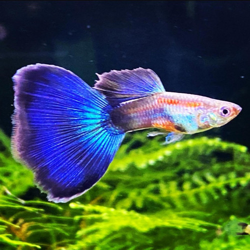 Blue | Prestige Aquatics