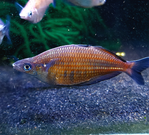 Sentani Rainbowfish | Prestige Aquatics
