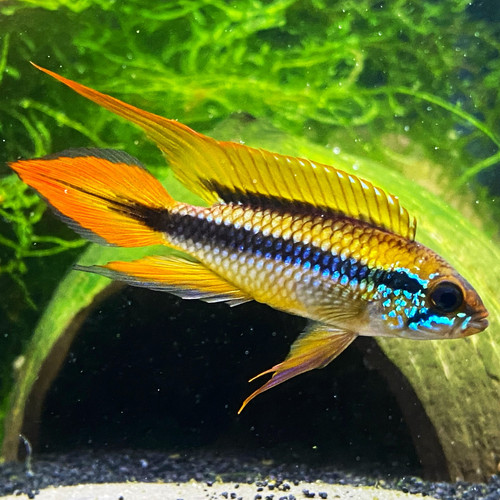 Apistogramma Agassizii Double Red | Prestige Aquatics