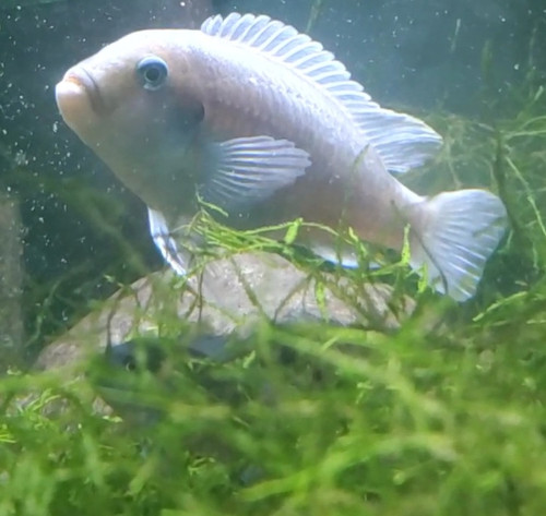 Cobalt Blue Mbuna | Prestige Aquatics