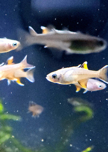 Pacific Signifer Blue-Eye | Prestige Aquatics