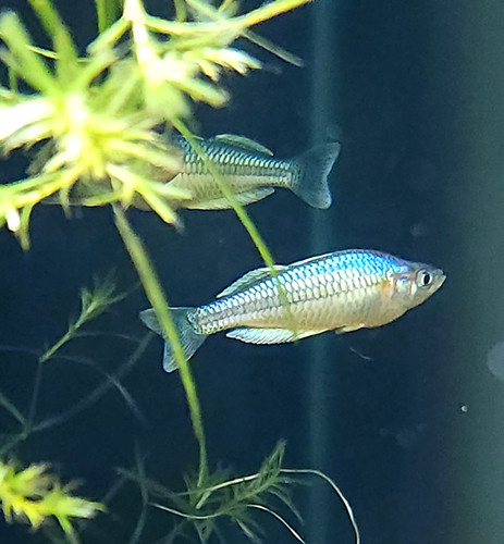 Pygmy Rainbowfish | Prestige Aquatics