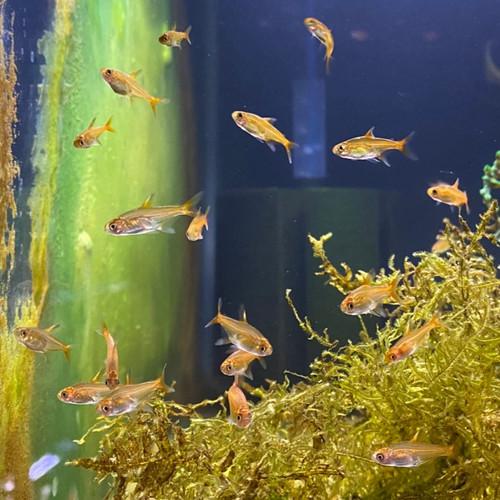 Ember Tetras | Mysite
