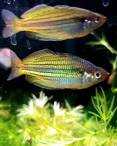 Fly River Rainbowfish | Mysite