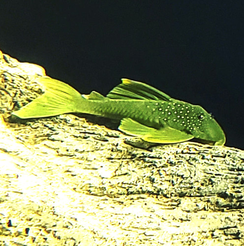 L200 Green Phantom Pleco (Wild Caught) | Prestige Aquatics