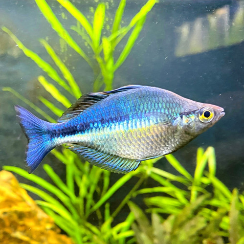 Turquoise Rainbowfish | Prestige Aquatics