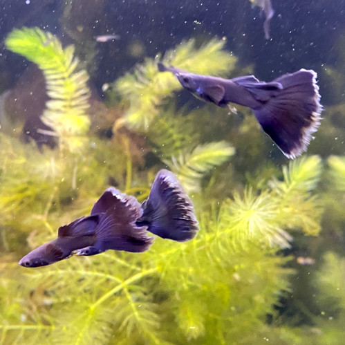 Black Moscow | Prestige Aquatics
