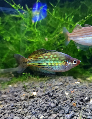 Fly River Rainbowfish | Prestige Aquatics