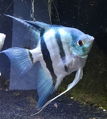 Blue Zebra Angelfish | Prestige Aquatics