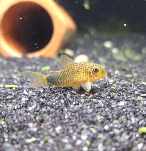 Smudge Spot Cory | Prestige Aquatics