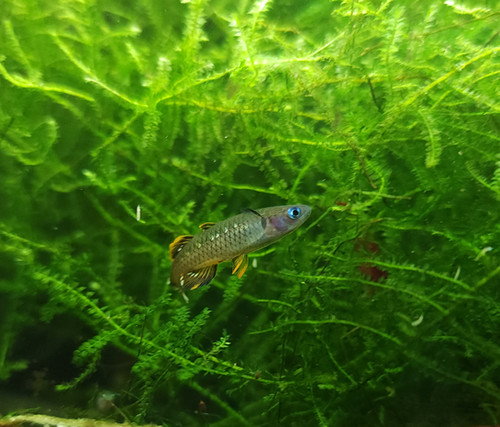 Delicate Blue-eye | Prestige Aquatics