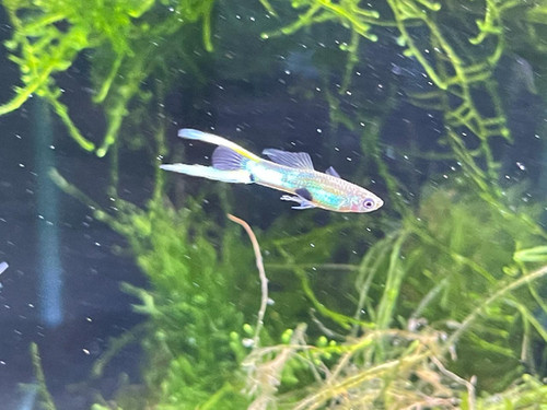 Japan Blue Double Sword Endlers | Prestige Aquatics