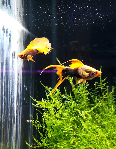 Red Hamburg Lyretail | Prestige Aquatics