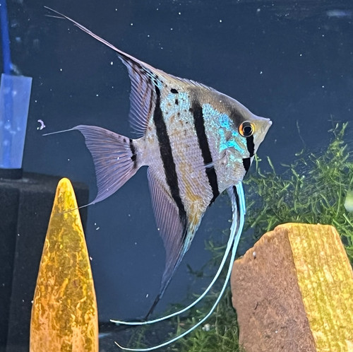 Rio Nanay Angelfish | Prestige Aquatics