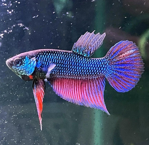 Emerald Betta F1 | Prestige Aquatics