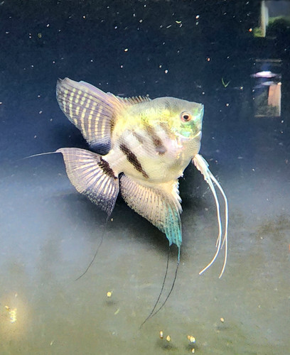 Avatar Turkey Green Angelfish | Prestige Aquatics