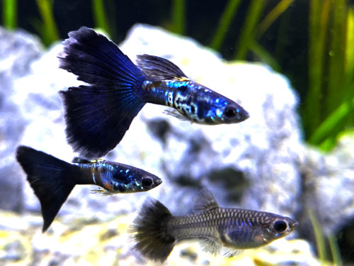 Galaxy Blue Tail | Prestige Aquatics