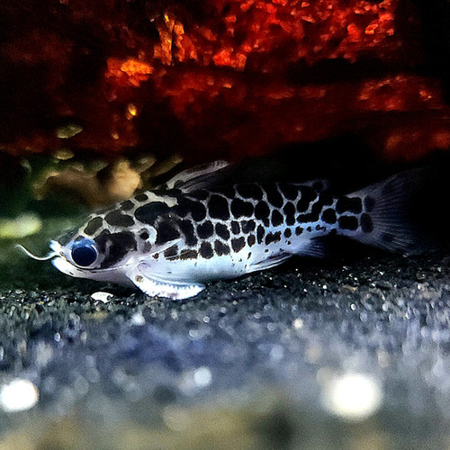 Honeycomb Tatia | Prestige Aquatics
