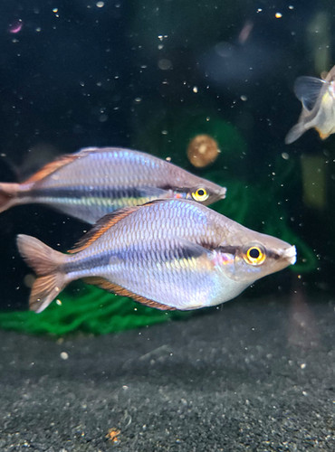 Kali Kaibur Rainbowfish | Prestige Aquatics
