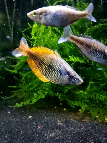 Dwarf Sunset Rainbowfish | Prestige Aquatics