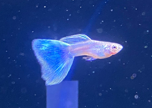 Shubel Green | Prestige Aquatics