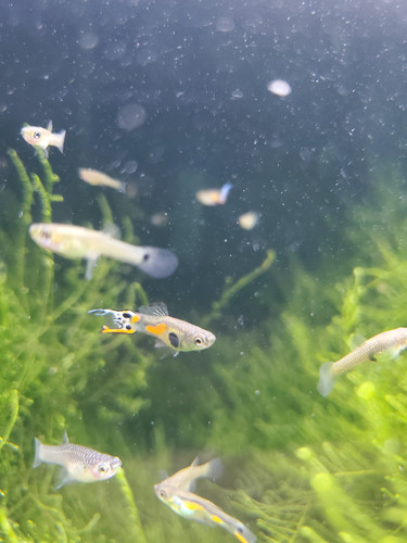 White Peacock Endlers | Prestige Aquatics