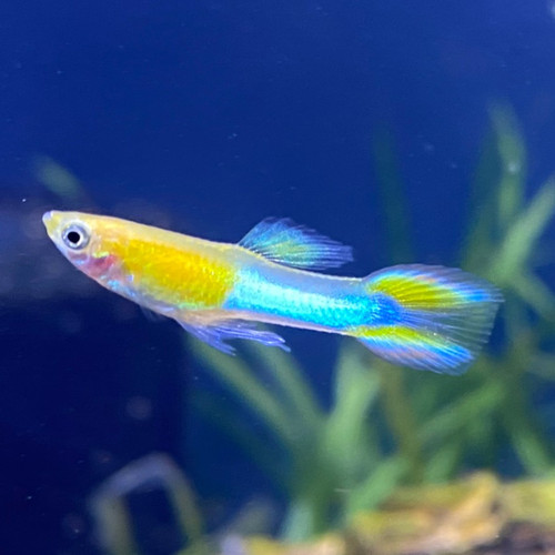 Japan Blue Gold Double Sword | Prestige Aquatics