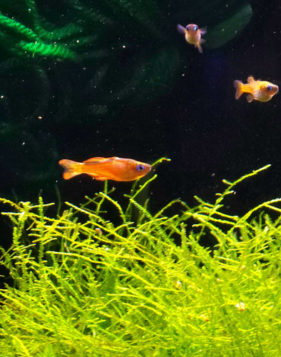 Red Neon Blue-eye | Prestige Aquatics