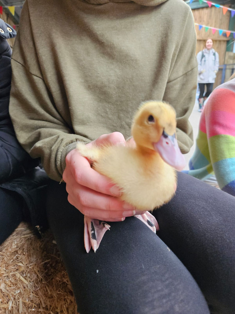 Cockfields Farm Park