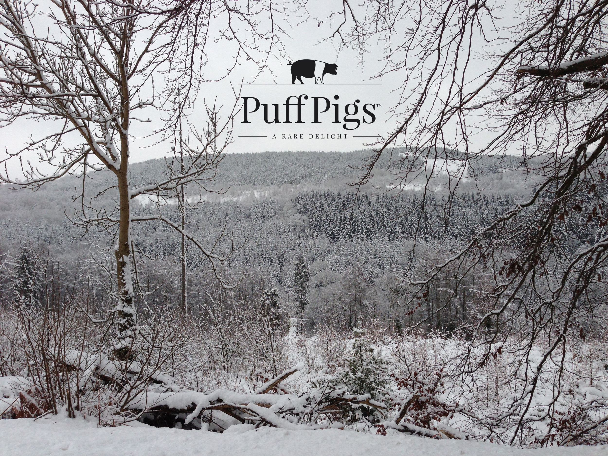 Pedigree Pig Breeder | Puff Pigs