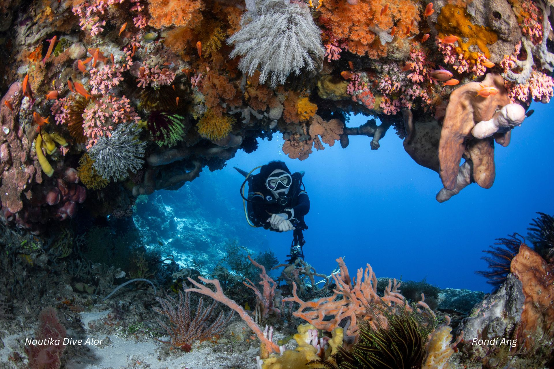 PADI Scuba Dive Courses | Nautika Dive Alor, Indonesia