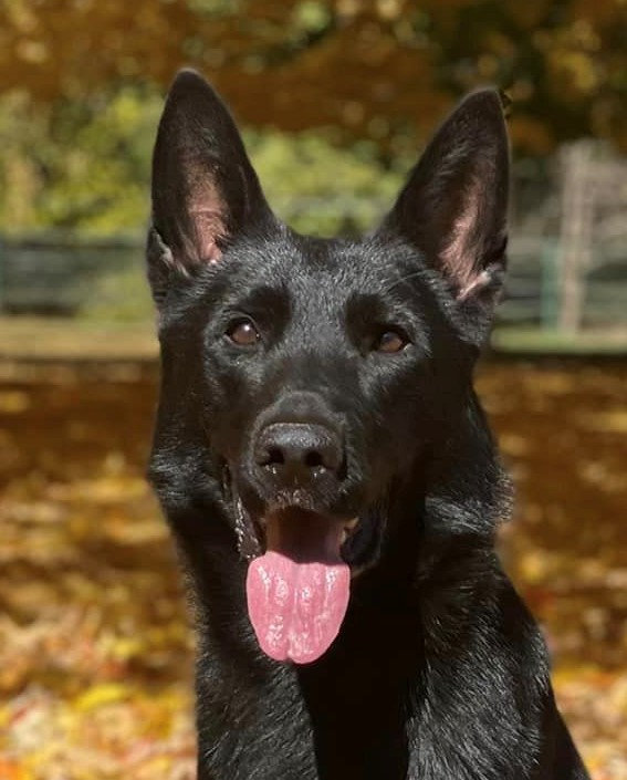 Ureka vom Wildhaus ~ "Uri"