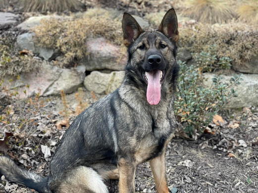 Home | Wildhaus Kennels