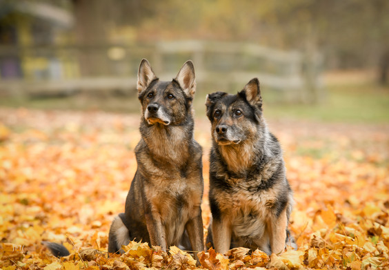 Home | Wildhaus Kennels