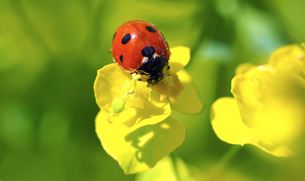 The Good, the Bad, and the Pretty: Understanding Garden Insects with ...
