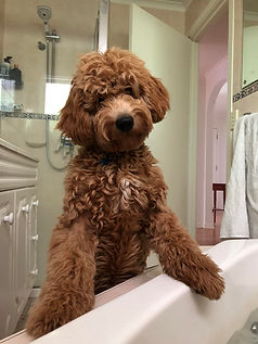 Groodle Breeder | Hidden Valley Cavoodles Pty Ltd