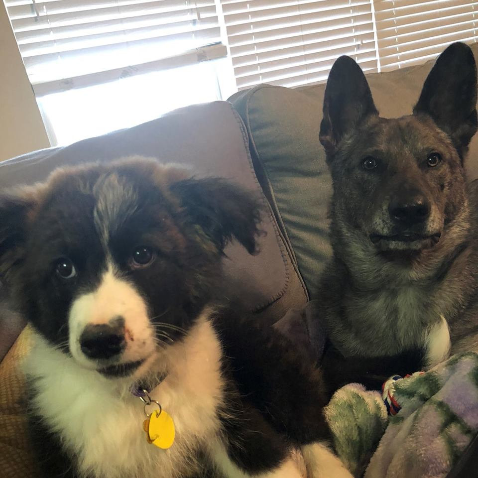 HSNT | Leo and Zoe's Story