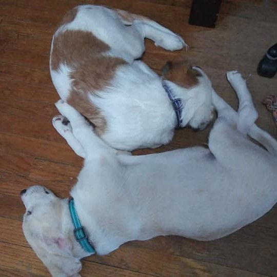 HSNT | Beauty and Beast's Story