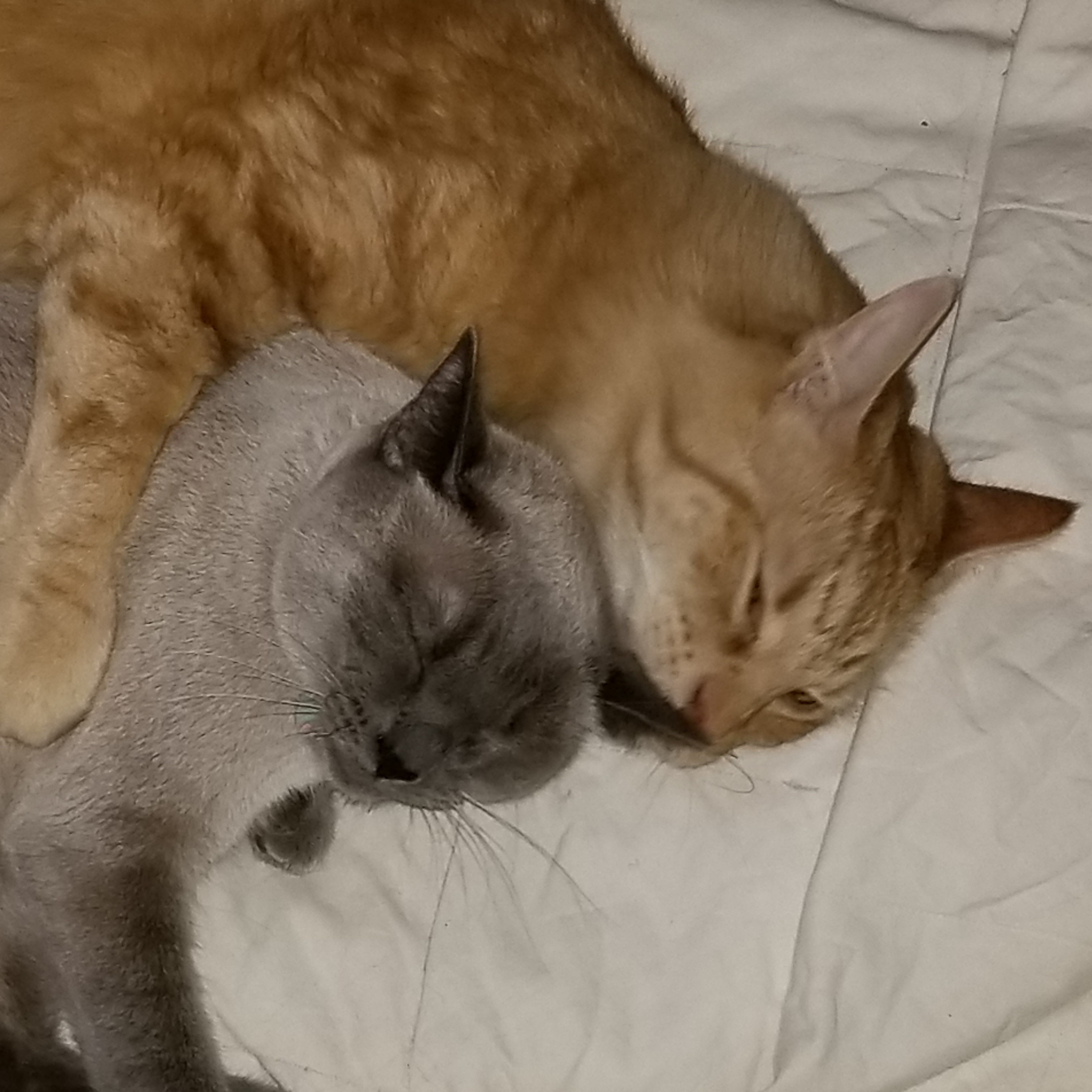 HSNT | Katie's Story